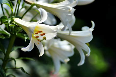 Lilium Candidum- Sguardo nel Verde - Torino