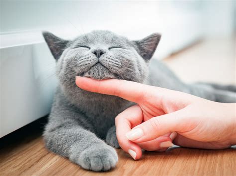 21 Smiling Cats Who Know Exactly How Loved They Are