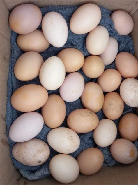 Домашние яица свежие: 60 тг. - Продукты питания / напитки Талдыкорган ...