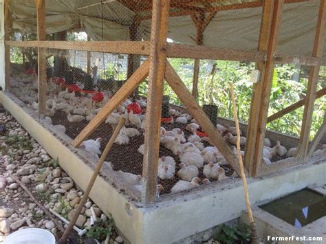 Загон для кур своими руками: особенности конструкции