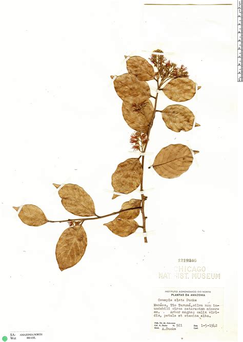 Gaulettia elata | Rapid Reference | The Field Museum