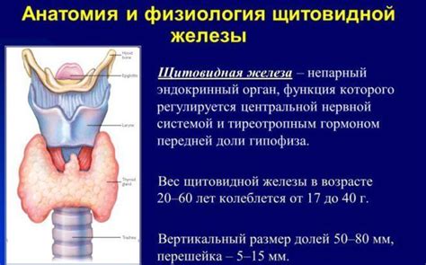Лечение щитовидной железы у женщин народными средствами - симптомы и ...