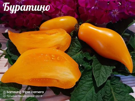 Томат Буратино: ОТЗЫВЫ (8), фото, описание и характеристика | tomatland.ru