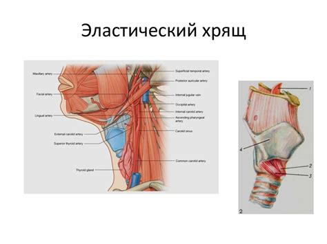 Т3_Ткани - презентация онлайн