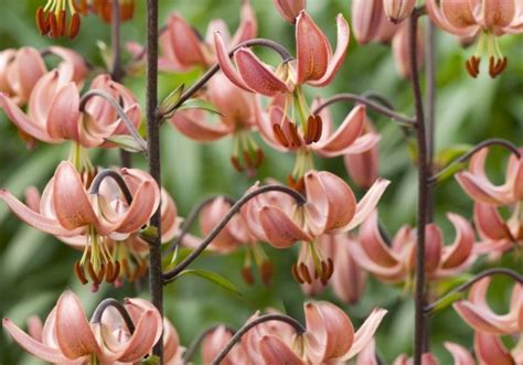Lilium MA Alberta Morning P313 (JW03) | Sīpolpuķes | Onava.lv