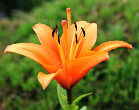 Kostenlose Bild: Natur, Blumen, Lilie, Blütenblatt, Garten, Sommer
