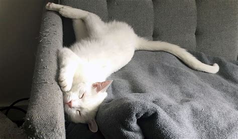 Что делать если кот дерет обои, а кошка царапает мебель