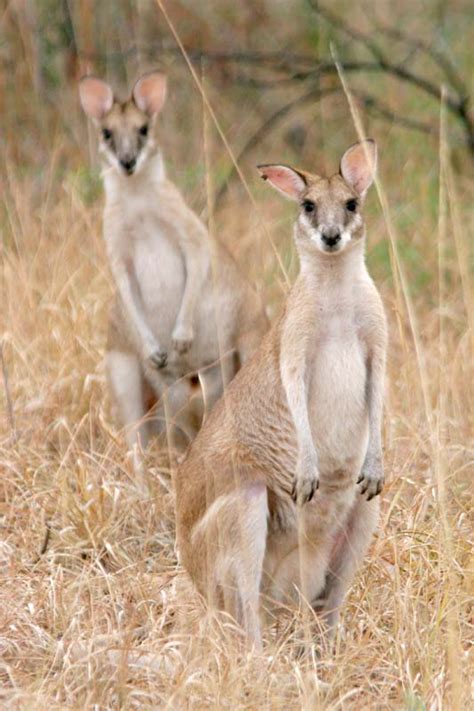 Wallabies Als Huisdier - Vogels