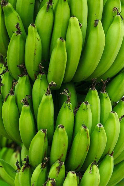 Download Plantain Green Photography Wallpaper | Wallpapers.com