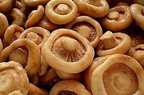 Грузди соленые: сырой способ засолки для любителей вкусненького!