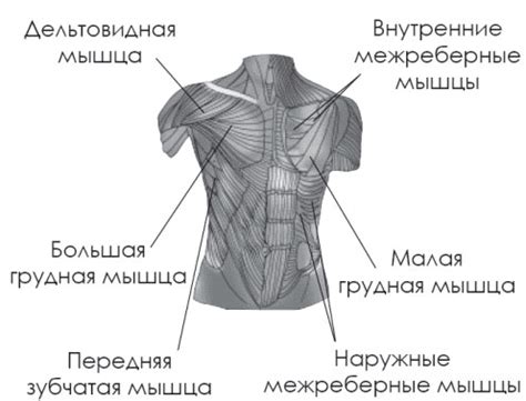Лучшие упражнения для грудных мышц в тренажерном зале