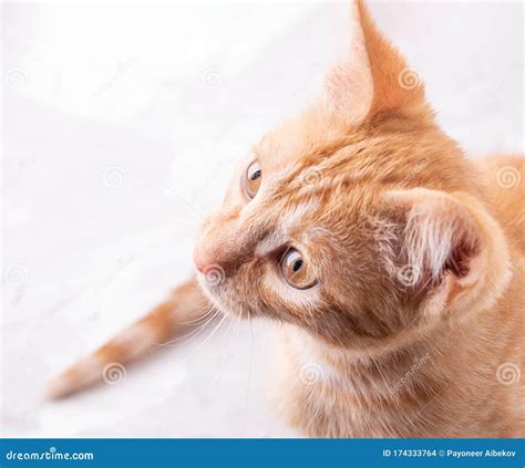 Красивый оранжевый котенок с большими ушами смотрели на белом фоне ...