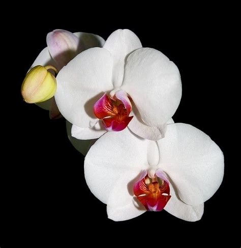 fleurs