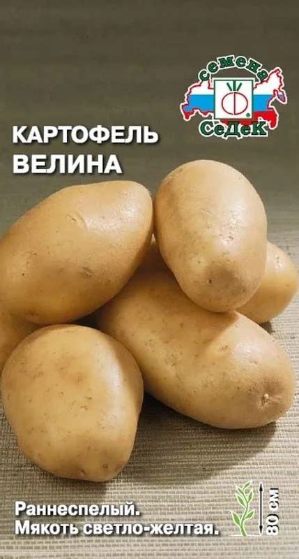 Картофель Велина: описание и характеристики, особенности посадки и ...
