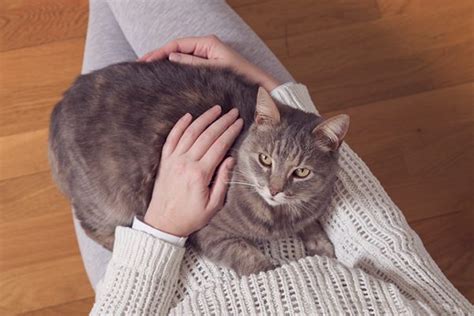 Кошки – это самые магические существа на Земле. : p_i_f — LiveJournal