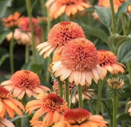 Эхинацеи: Echinacea Supreme Cantaloupe-эхинацея Supreme Cantaloupe