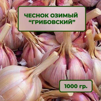 Чеснок озимый "ГРИБОВСКИЙ". Плодово-ягодные луковицы, рассада и саженцы ...