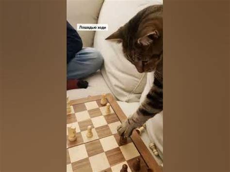 Кот тренер по шахматам #смешное #shorts #котики #шахматы #озвучка # ...