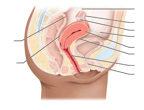 Midsagittal Section Diagram of the Female Reproductive System Diagram ...