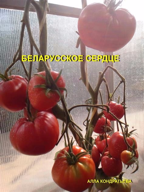 Томат Белорусское сердце: ОТЗЫВЫ (15), фото, описание | tomatland.ru