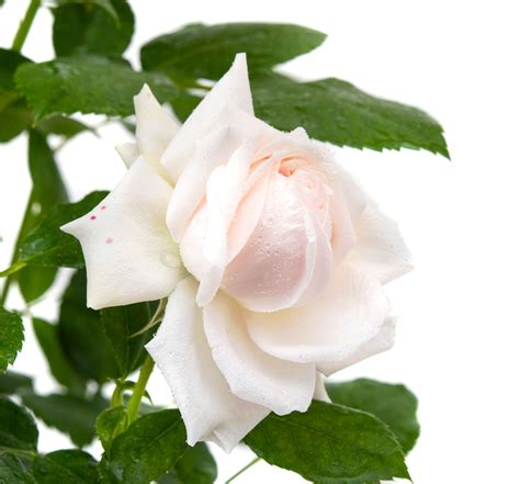 Rose Garden of Roses® - Rosa Garden of Roses® günstig kaufen