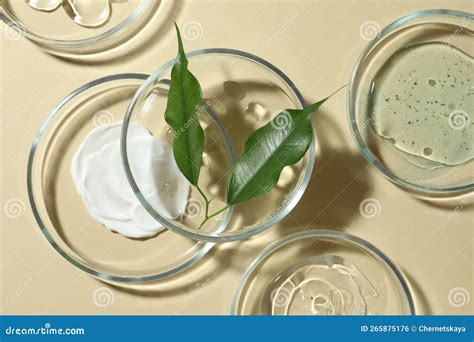 Petri Dishes with Cosmetic Products and Leaves on Beige Background ...