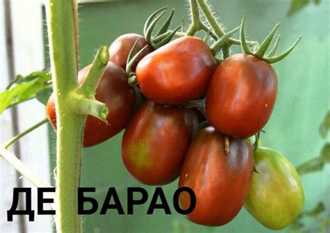 ОЧЕНЬ ВКУСНЫЕ СОРТА КОРИЧНЕВЫХ ПОМИДОР Кто сказал, что привычные ...