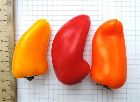 Capsicum annuum - Изображение особи - Плантариум