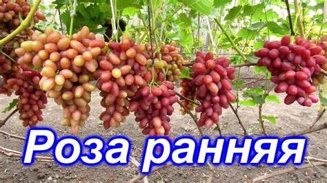 Роза ранняя 09.08.2019 - YouTube