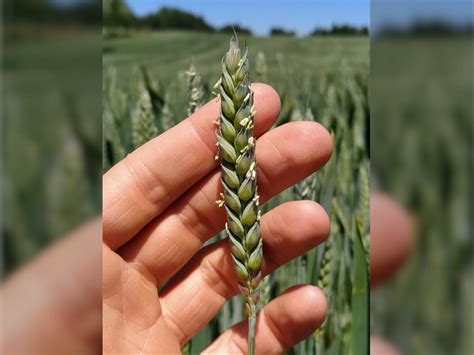 Weizen steht gut da :: BW agrar online - landwirtschaftliche ...