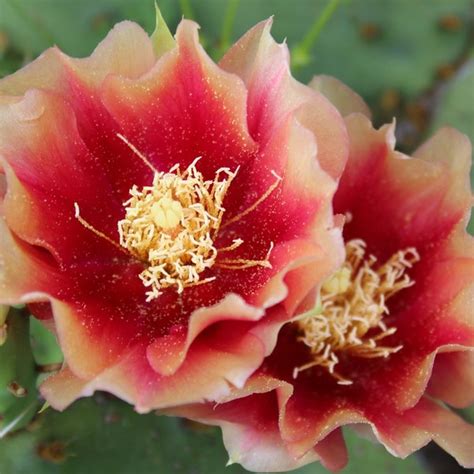 Opuntia - Etsy