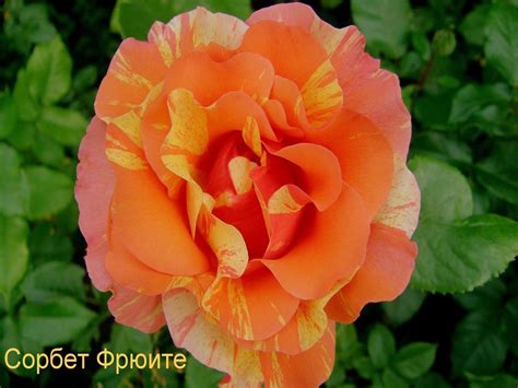 Сорбет Фрюите (Плетистые Climber) -> "Розы Нью-Джерси"