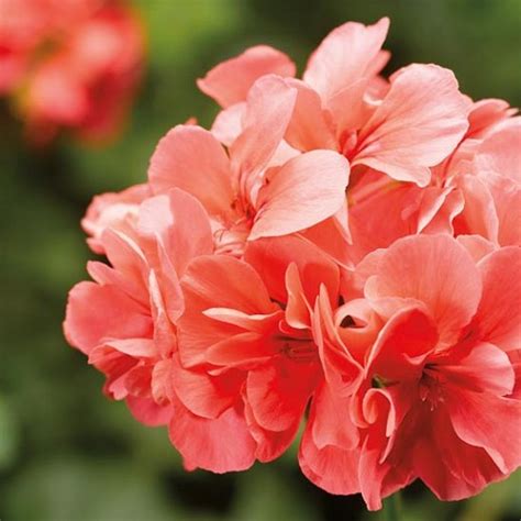 Pelargonia “CHAMPION SALMON” – Silja