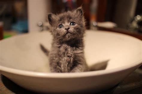 Что можно кушать котятам в 2 месяца