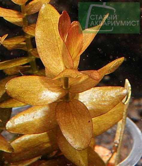 Bacopa colorata