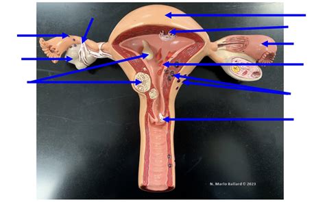 LAB - Female Reproductive System Model 14 Diagram | Quizlet