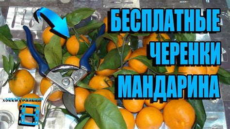 ГДЕ ВЗЯТЬ ЧЕРЕНКИ КУЛЬТУРНОГО МАНДАРИНА (ЦИТРУСОВЫХ) ДЛЯ ПРИВИВКИ ...
