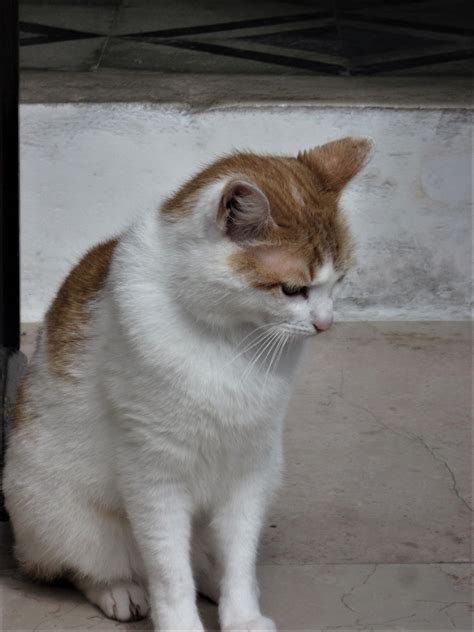 Micio Foto % Immagini| animali, animali domestici e da cortile, gatti ...