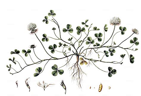 Suche nach Arten - Weiß-Klee (Trifolium repens L.)