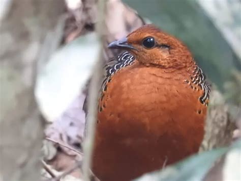 Куропатиця - факти, дієта, ареал і фотографії на Animalia.bio