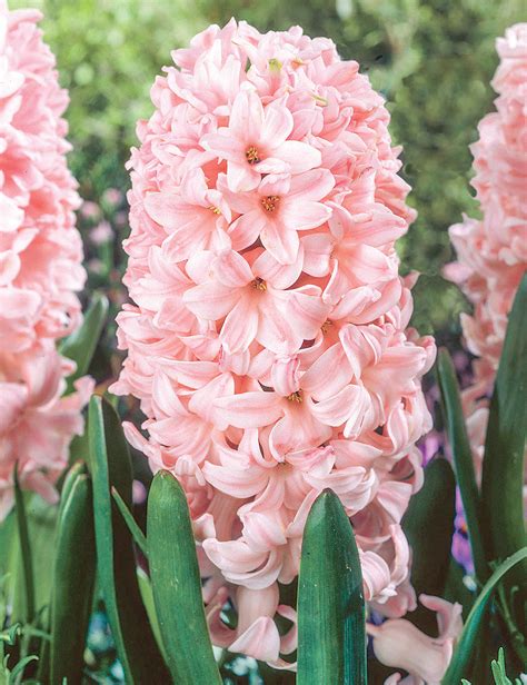 Hyacinth 'China Pink' - Tesselaar