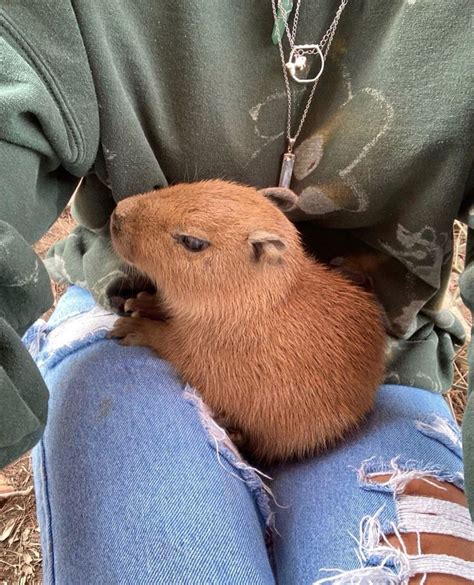 Капибара🥰 | Mascotas bonitas, Animales divertidos adorables, Imagenes ...