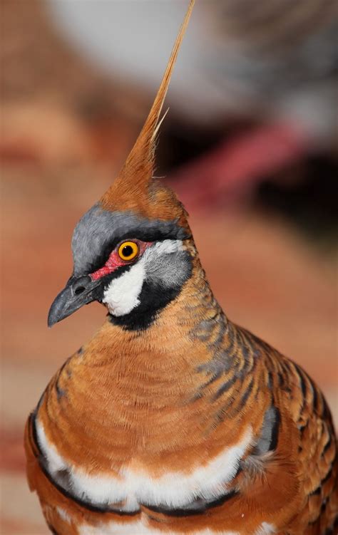 Острохохлый каменный голубь (Geophaps plumifera) - Picture Bird