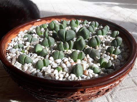Pleiospilos nelii party!!!! : r/succulents