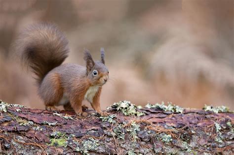Прикольный смешной енот · бесплатная фотография от webphp - картинки на ...