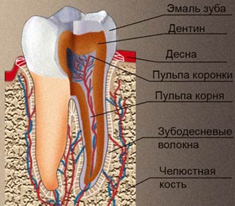 Белки эмали зуба . Биологическая роль
