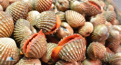 Морепродукты в Таиланде, дары моря: гребешки, кальмары, рыба