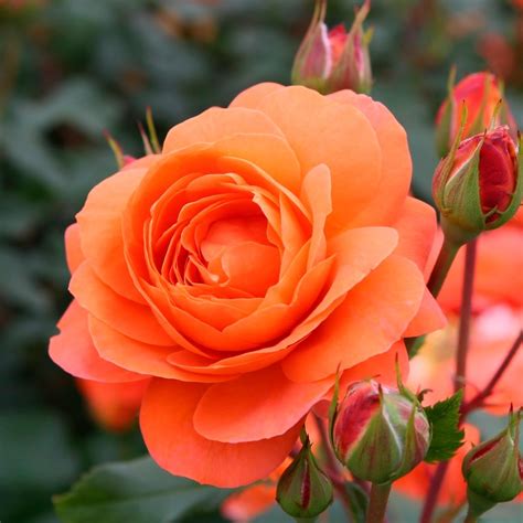 Купить Роза Феникс недорого по цене 398руб.|Garden-zoo.ru