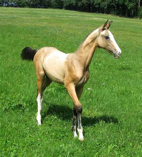dastan