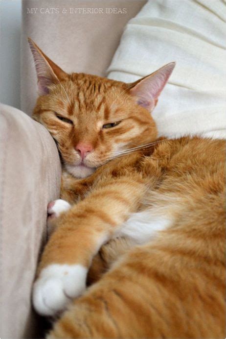 My Zigi | Cute animals, Cats, Animals